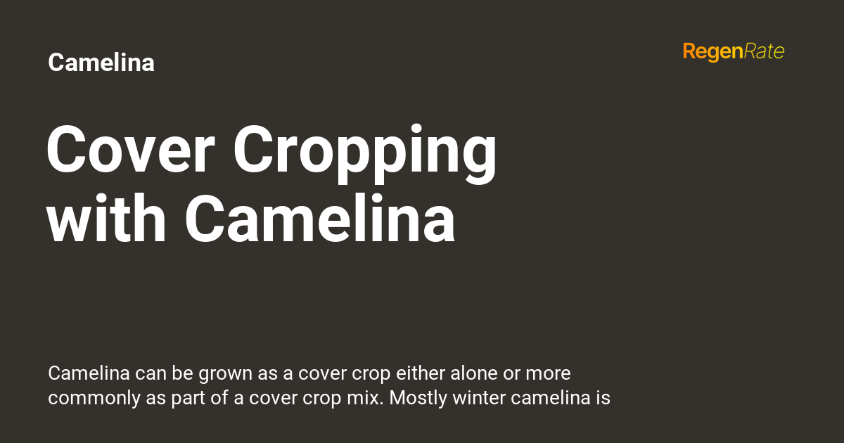 Cover Cropping with Camelina - Camelina